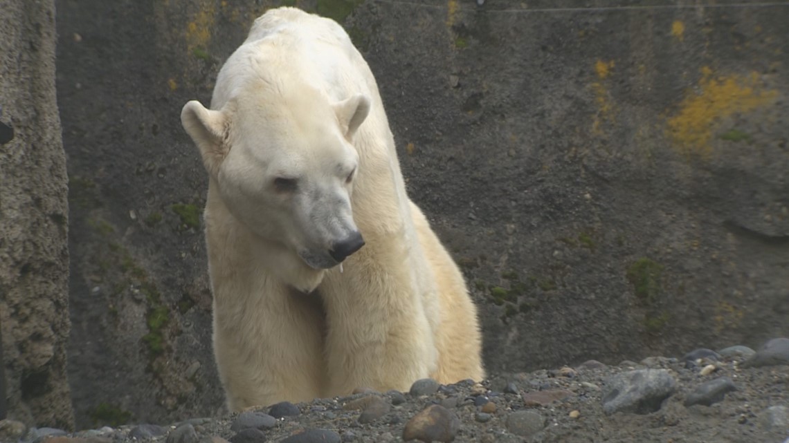 World's oldest male polar bear living quietly in the South Sound ...