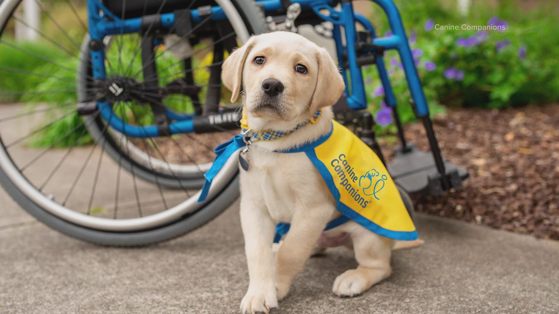 Help train future service dogs on National Puppy Day | king5.com