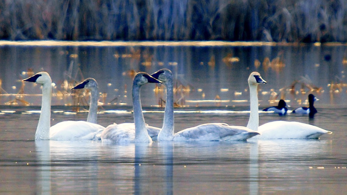 Wildlife experts set up hotline to report sick or injured swans in ...