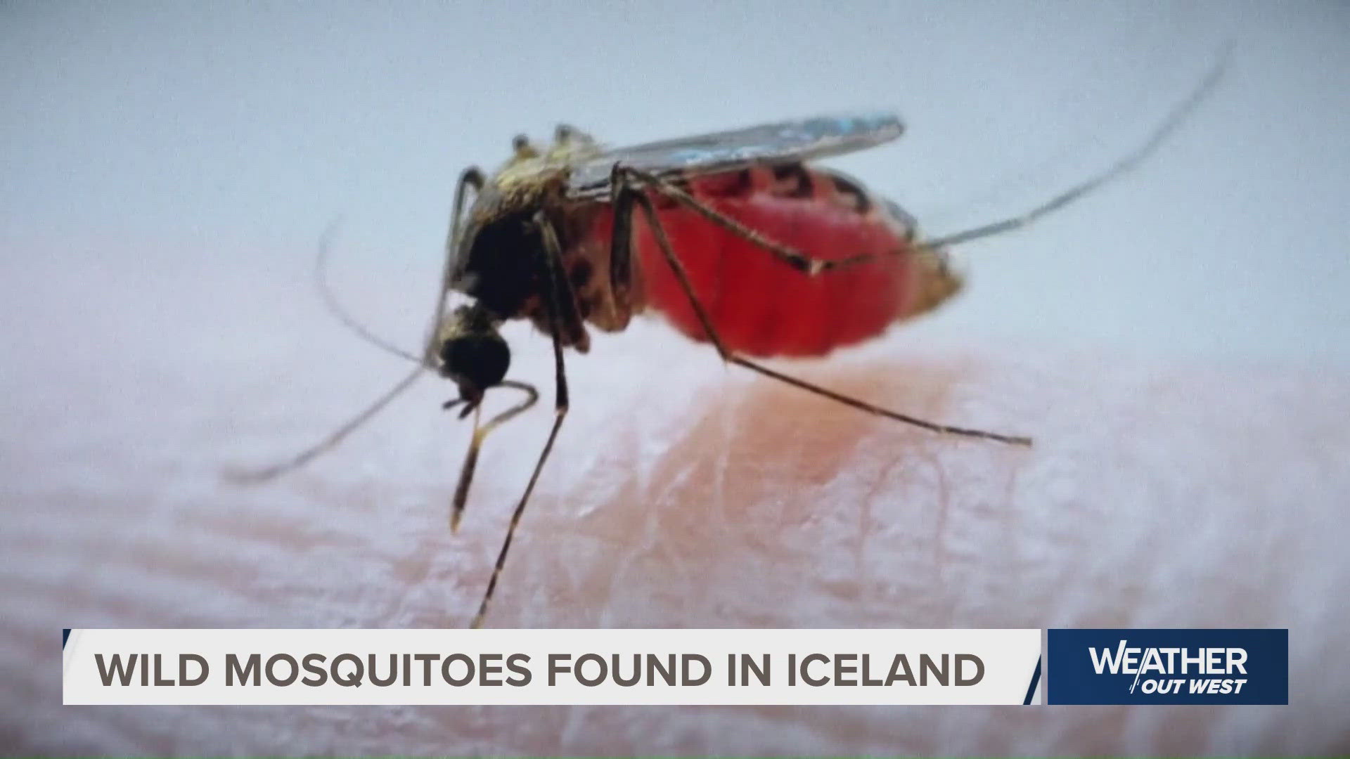 Mosquitoes discovered in Iceland | king5.com
