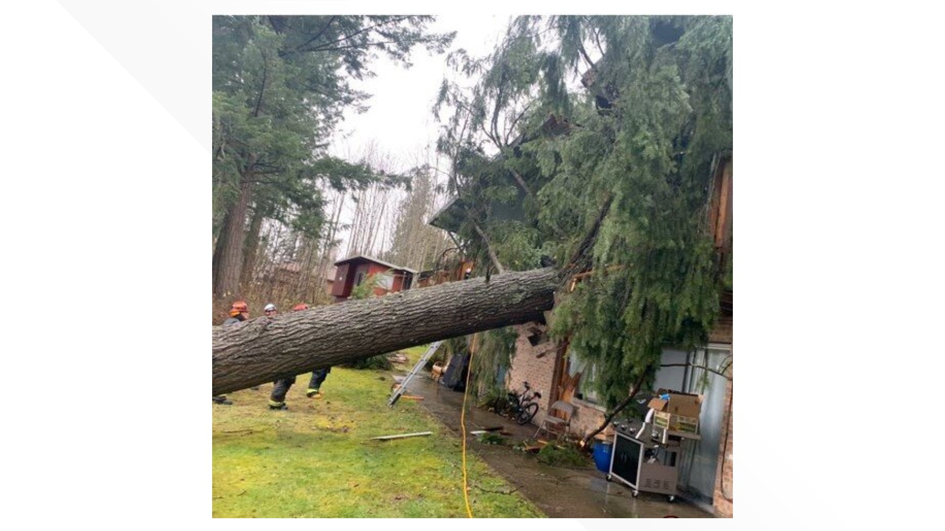 Man critically injured after tree falls on Renton apartments | king5.com