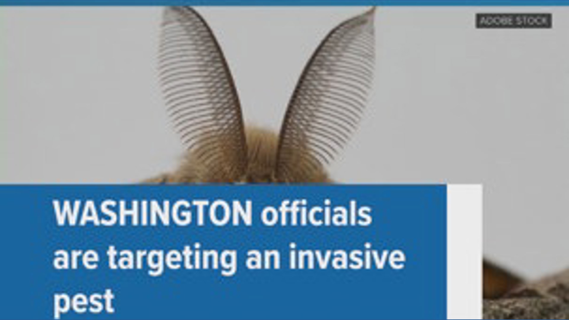 State targets spongy moth outbreak with spring spraying | king5.com