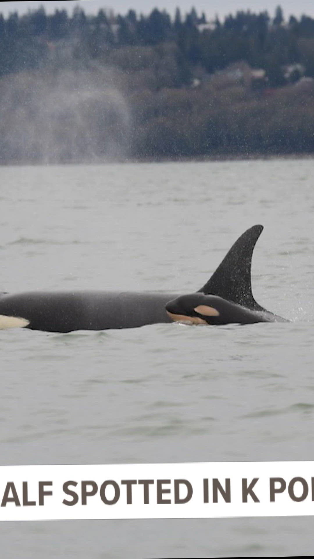 New photos of K-Pod orca | king5.com