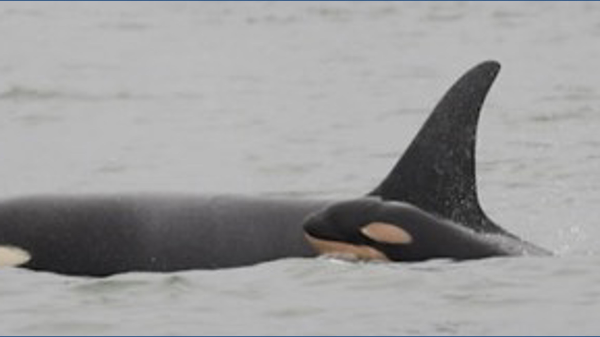 New photos of K-Pod orca | king5.com
