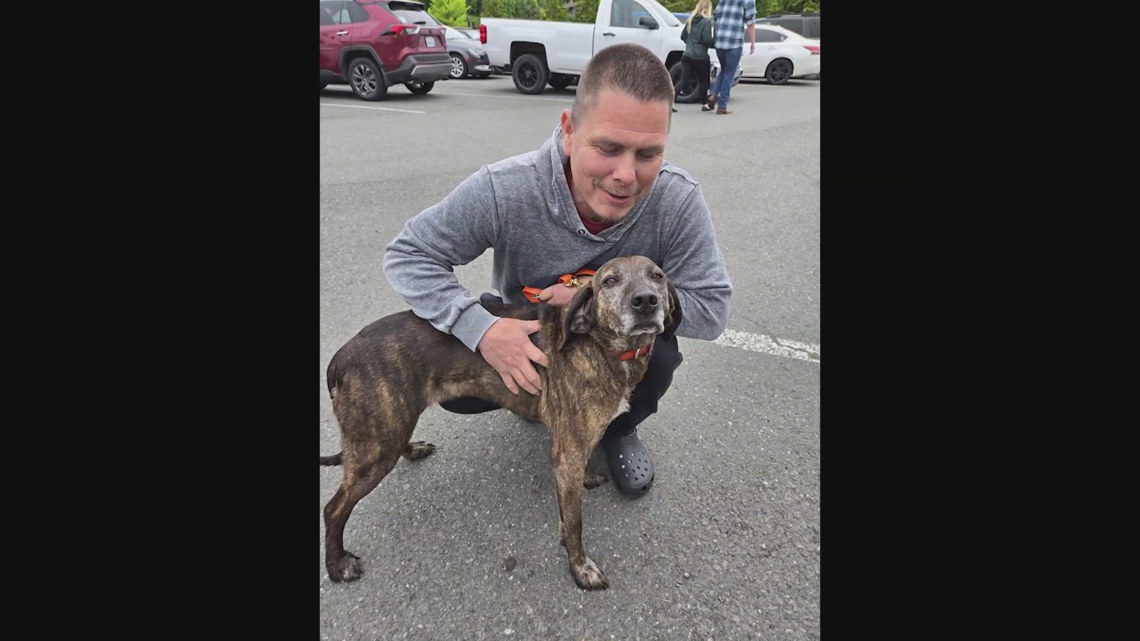 Missing hunting dog returns home | king5.com