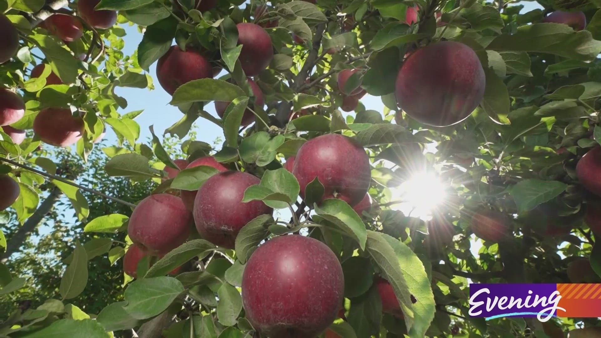 Swans Trail Farms kick off fall with Harvest Festival | king5.com