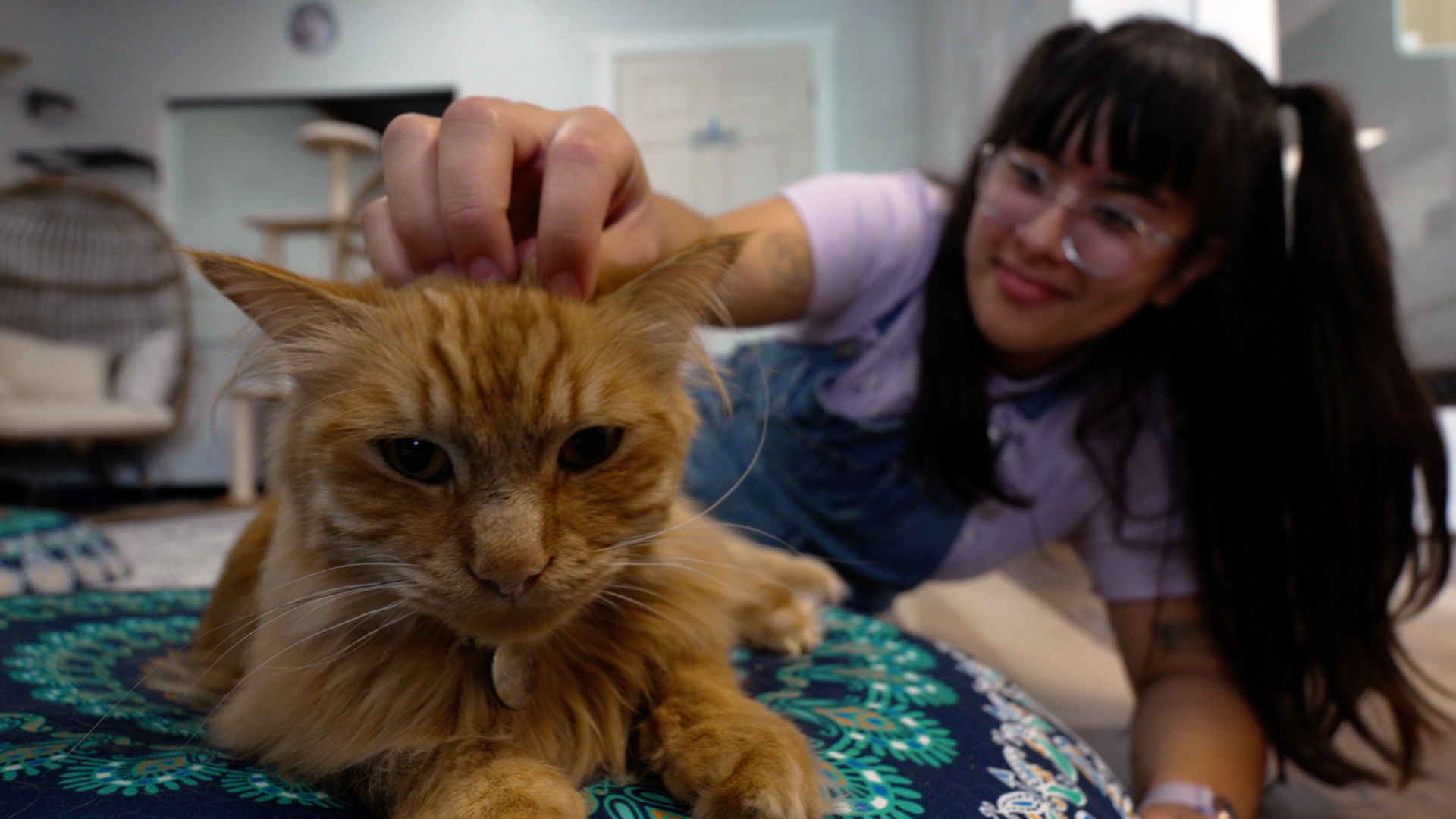 Pawsific Northwest Cat Cafe helping to stem cat overpopulation | king5.com