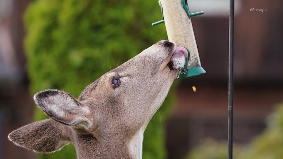 10 deer reported dead on San Juan Islands | king5.com
