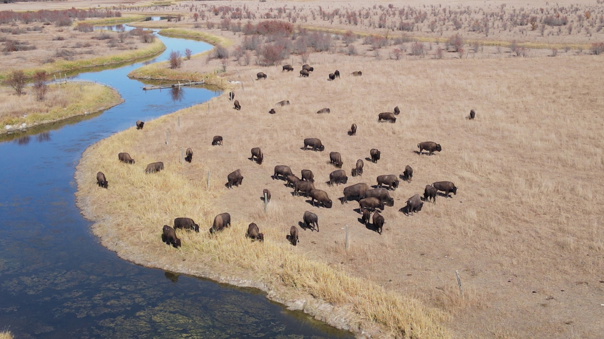 Honoring the Buffalo | Following the makings of a traditional ...