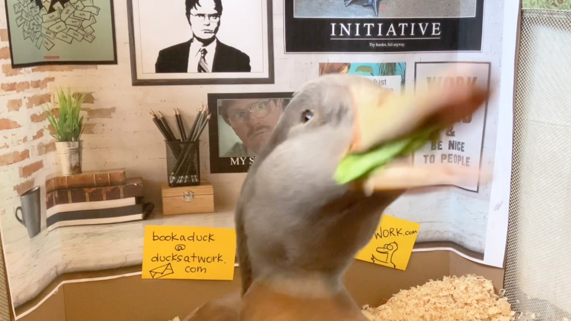 Zoom fatigue? Maybe a duck can help! | king5.com