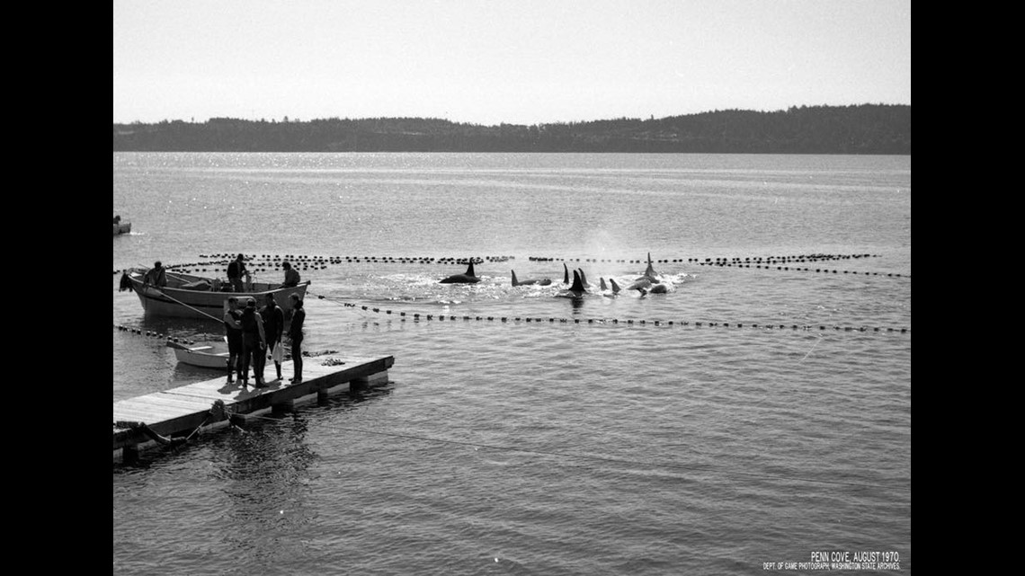 A timeline of Tokitae's life from capture in Washington to death ...