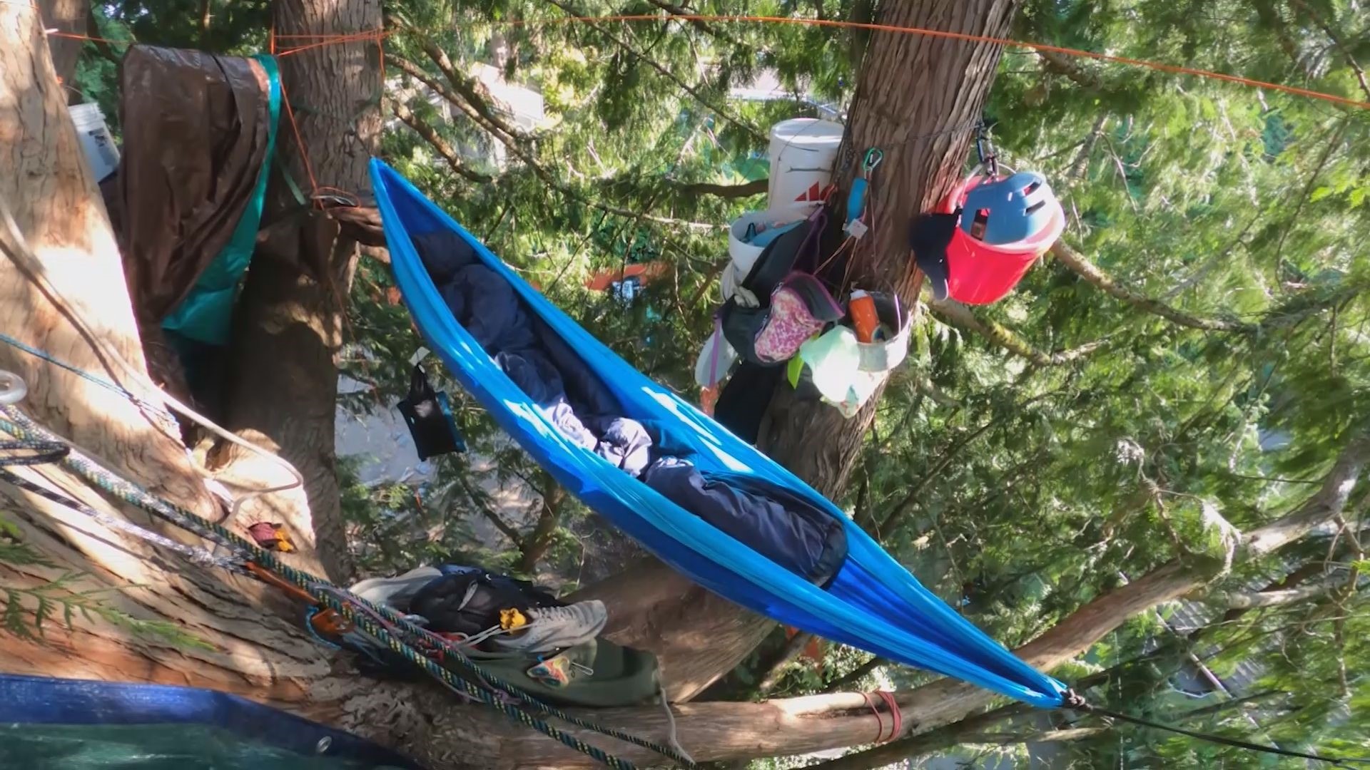 Raw: Tree activist gives tour of Wedgwood cedar | king5.com