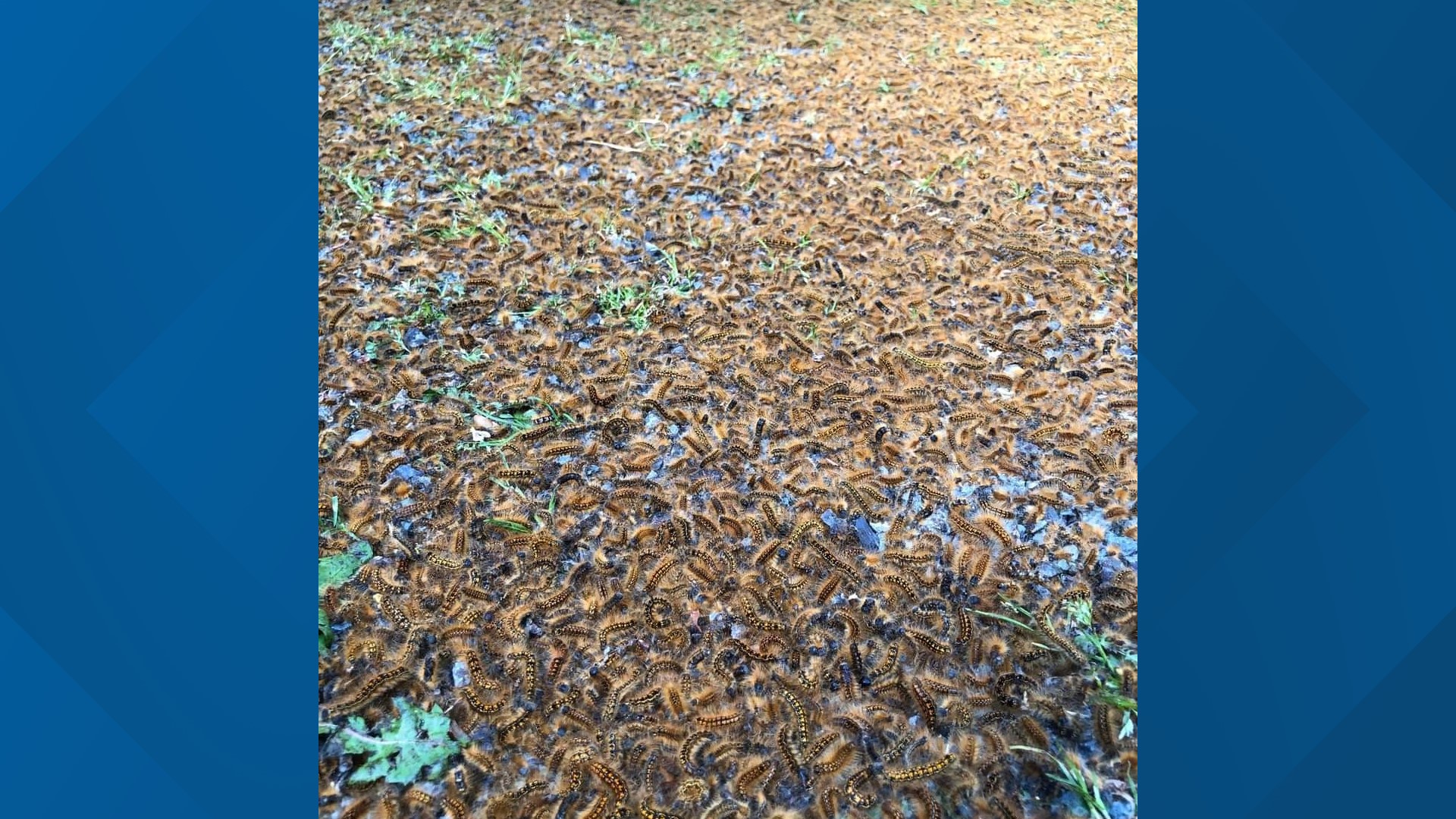 Caterpillar invasion in Skagit County's Guemes Island | king5.com