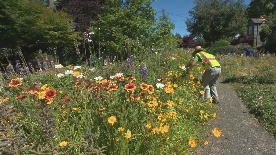 A wildflower oasis in the heart of a Seattle's Magnolia | king5.com