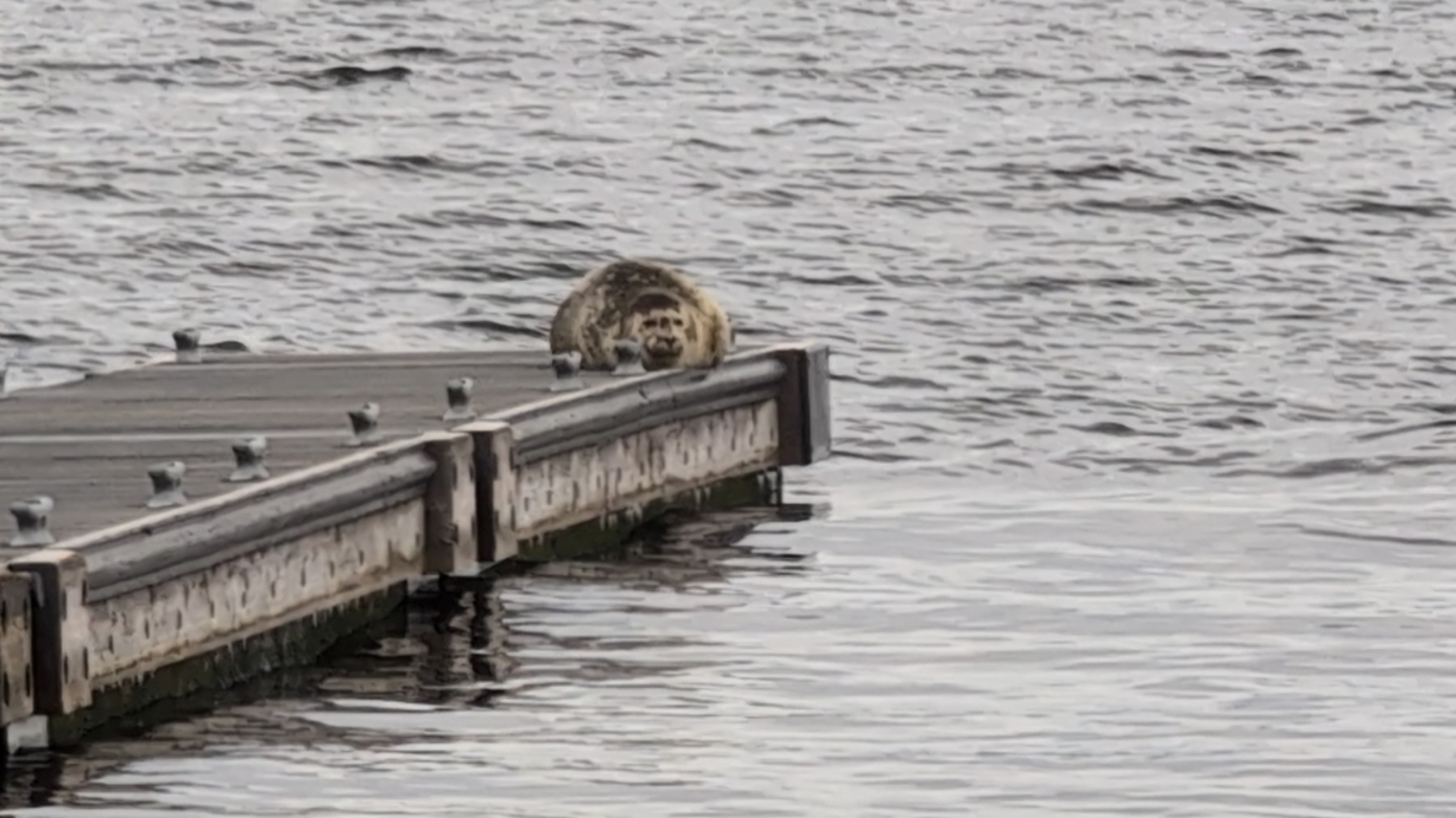 'Don't touch them and give them space': Seal pupping season underway in Puget Sound | king5.com