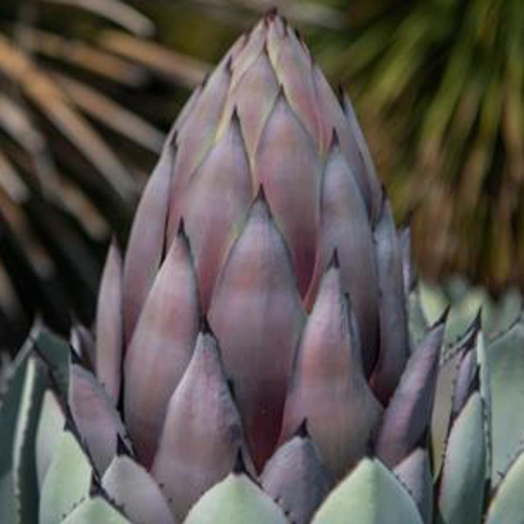 Rare 15-foot agave plant blooms at Tacoma zoo | king5.com