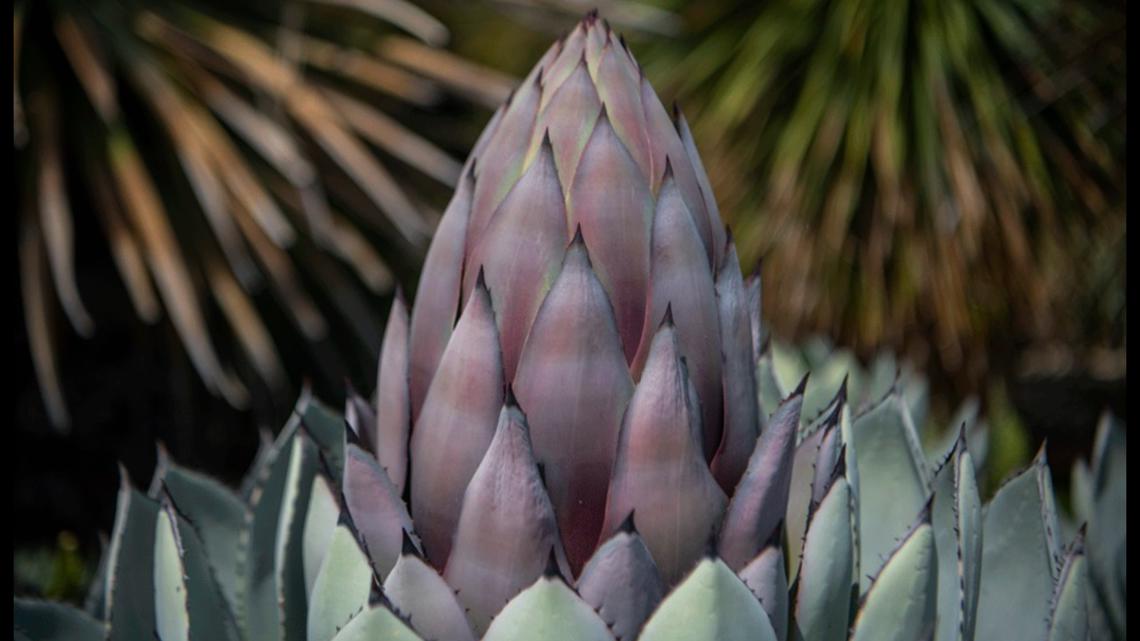 Rare 15-foot agave plant blooms at Tacoma zoo | king5.com