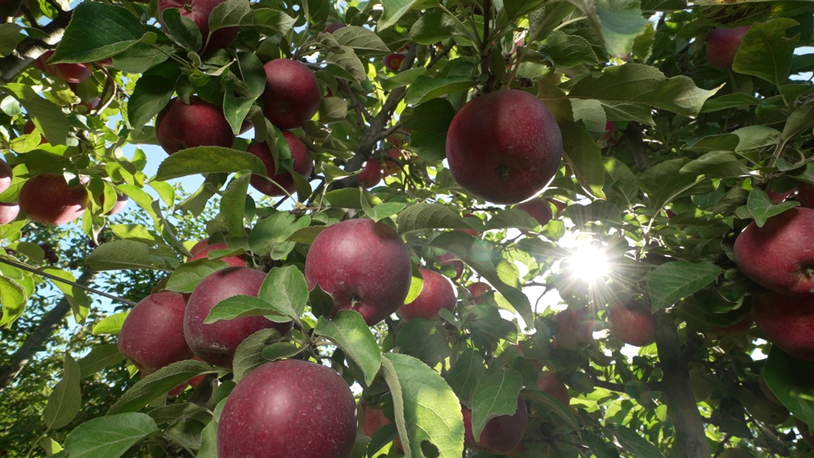 Swans Trail Farms kick off fall with Harvest Festival | king5.com