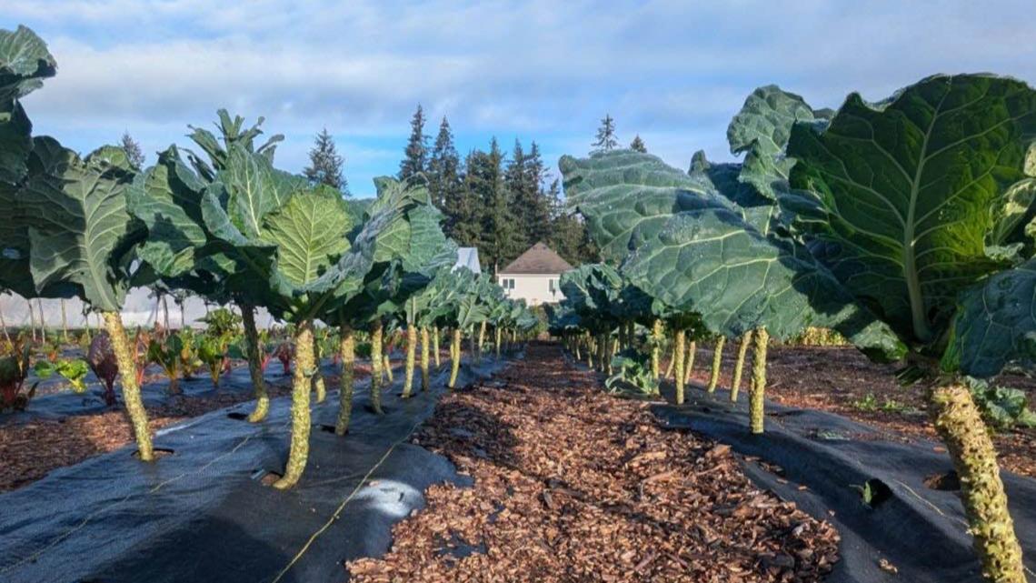 Former golf course, now farm continues mission to serve | king5.com