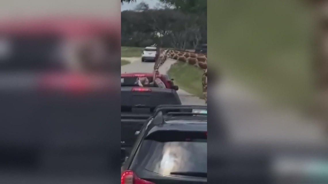 Giraffe grabs 2-year-old girl out of pick-up truck at Texas drive-thru ...