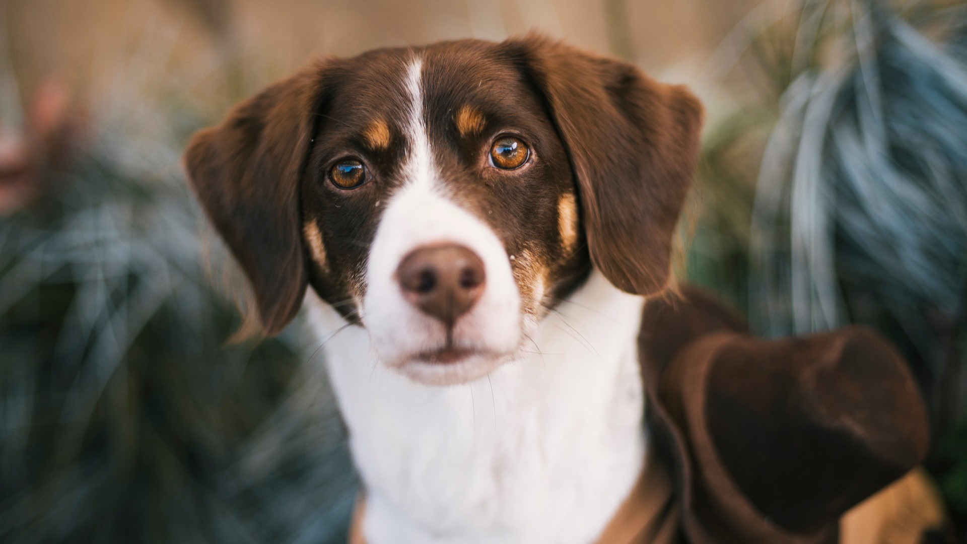 Point Defiance plans to honor Zoo dog Herald with bronze statue | king5.com