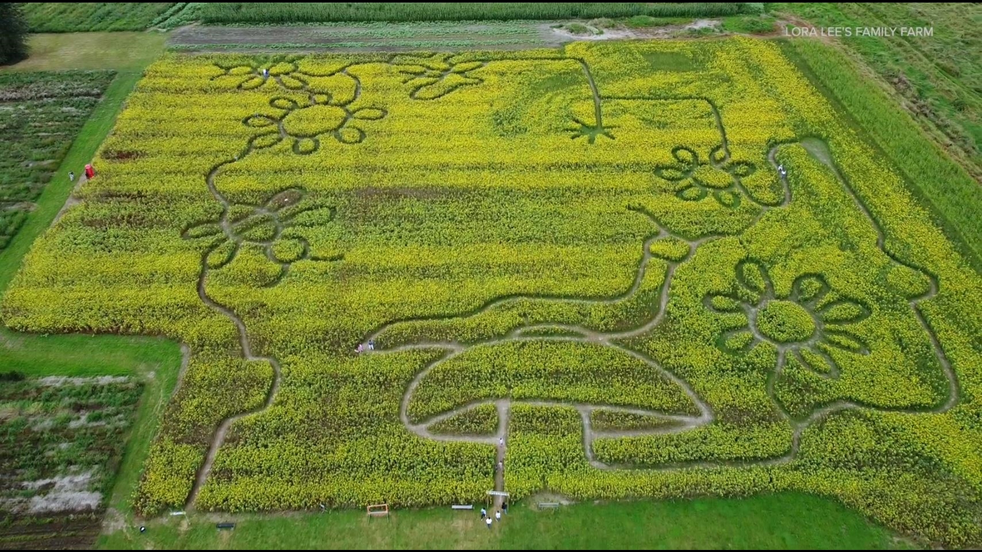 Lora Lee's Family Farm draws sunflower loving crowds | king5.com