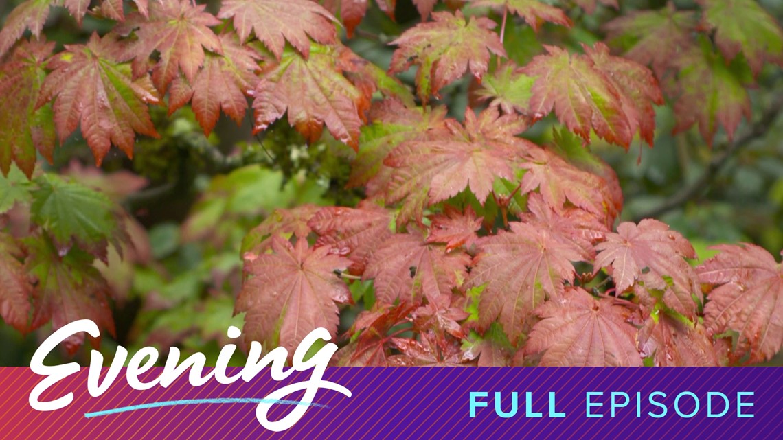 Enjoy fall foliage at the Japanese Garden Maple Festival and see ...