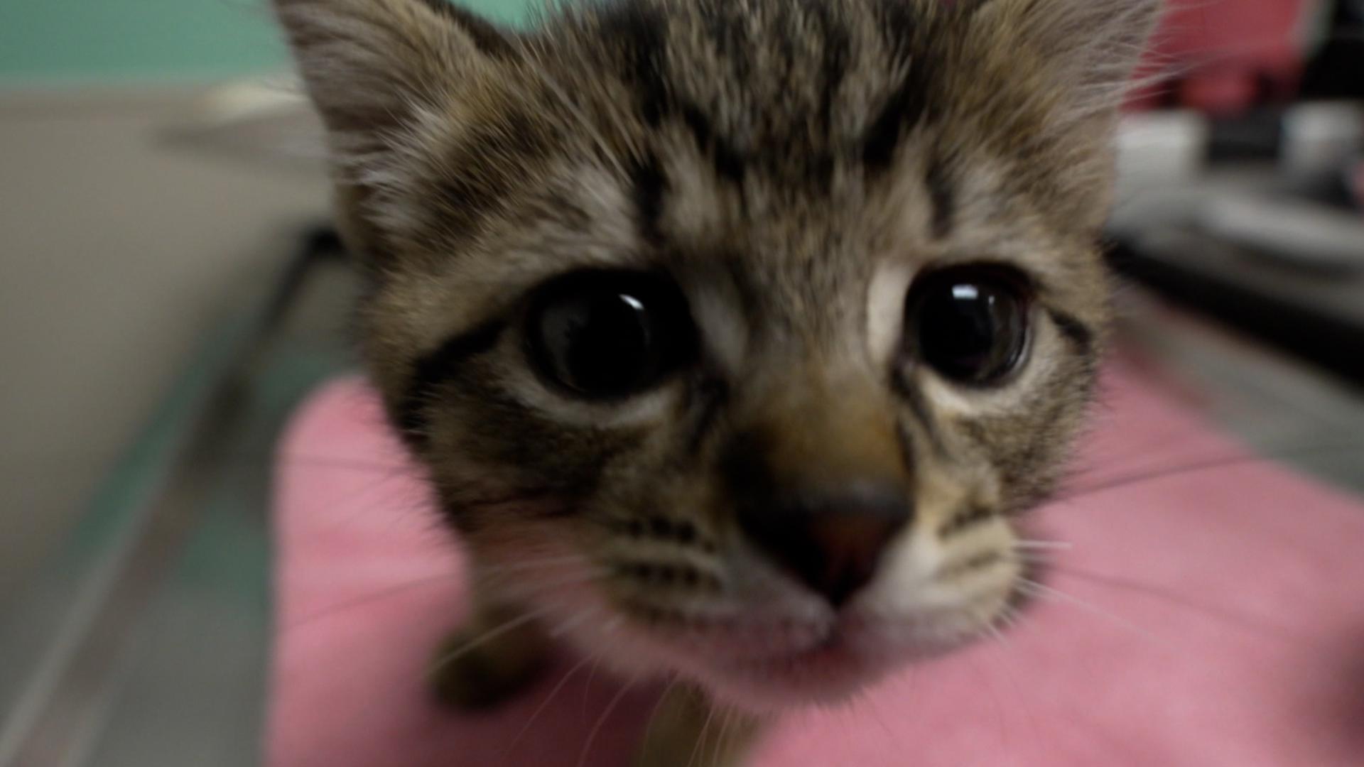 Save a life during Seattle Humane's 'Day of Giving' fundraiser | king5.com