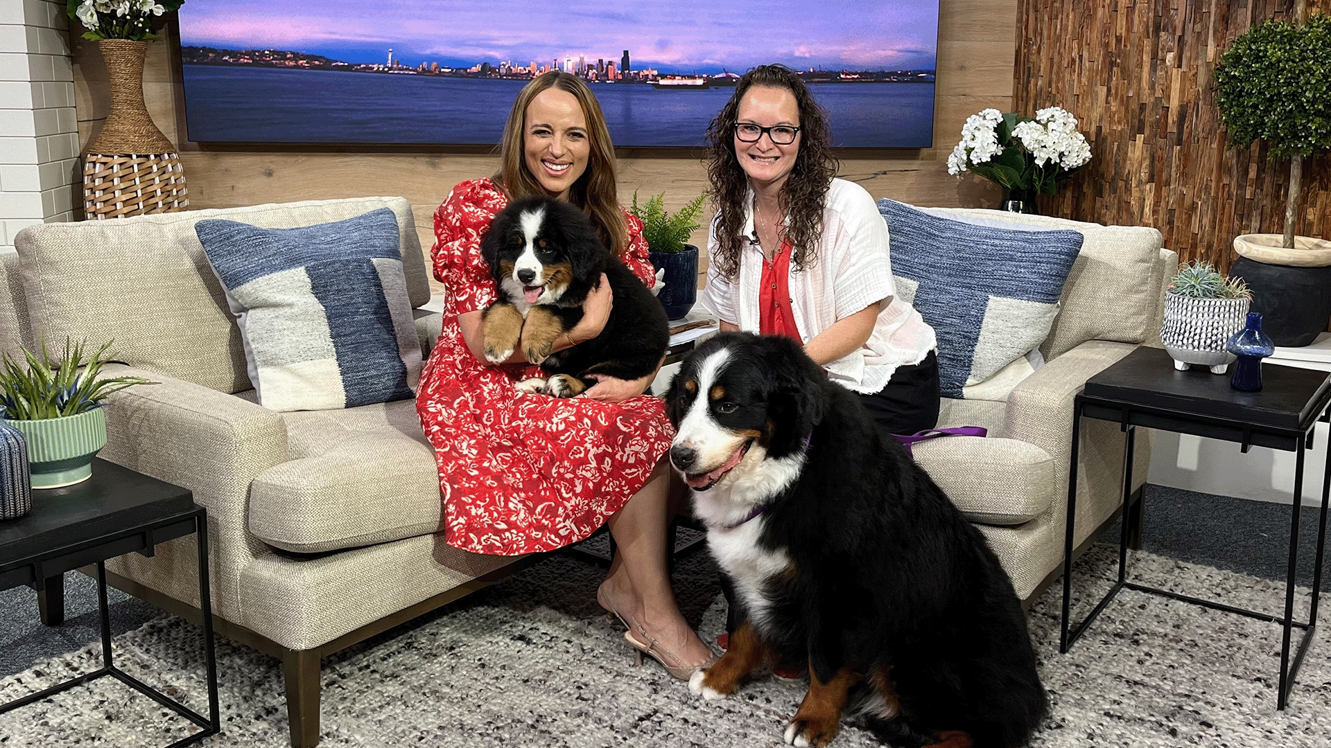 How to find a reputable dog breeder - New Day NW | king5.com