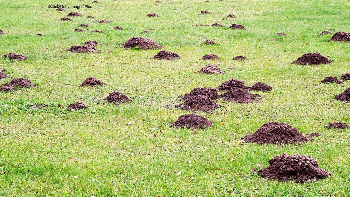 How to get rid of moles and other pesky summer pests | king5.com