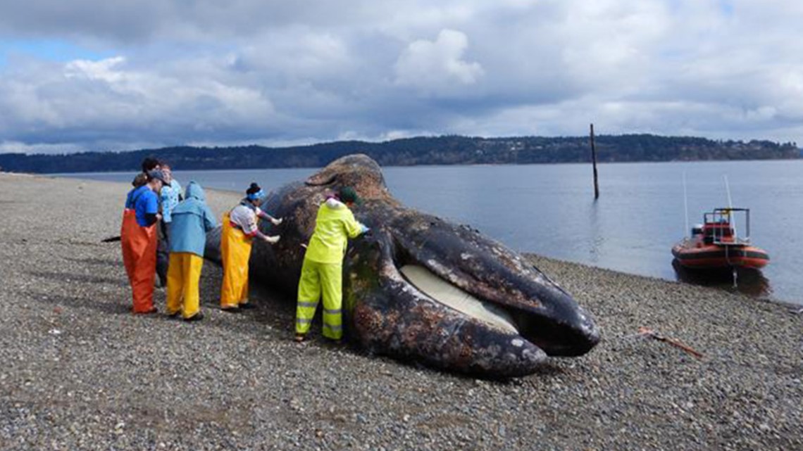 Beached gray whale in Fox Island killed by blunt-force trauma | king5.com