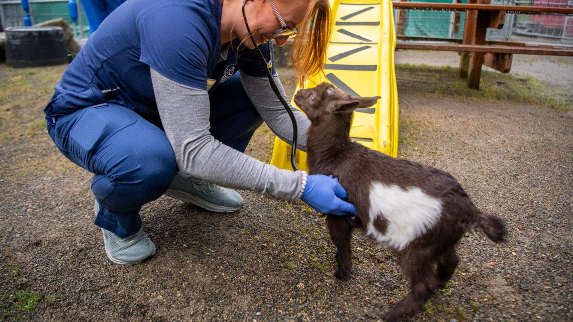 7 new baby goats at Tacoma's Point Defiance Zoo & Aquarium | king5.com