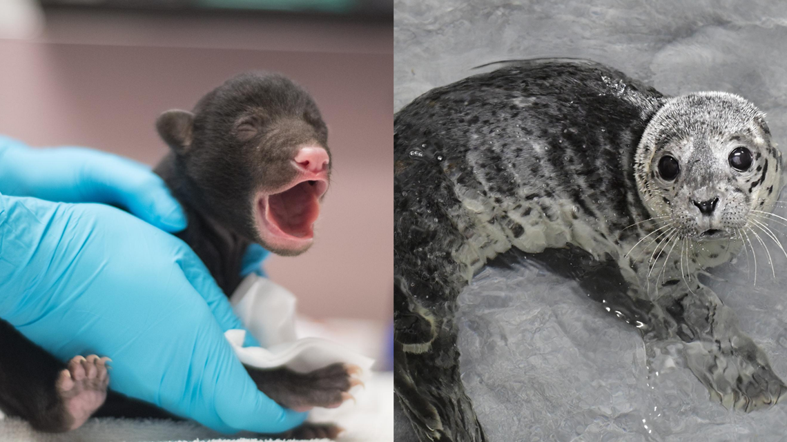 Orphaned bears & seals find refuge at PAWS Wildlife Center | king5.com