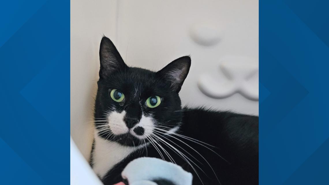 Seattle area shelters share dogs, cats in need of adoption | king5.com