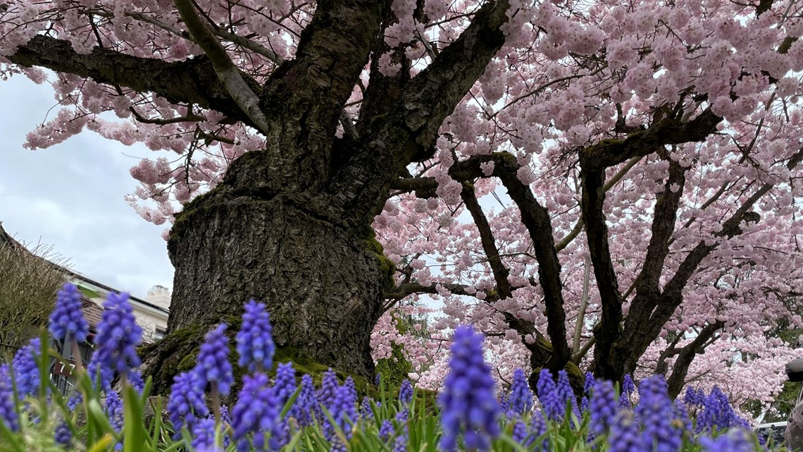 Evening | Seattle, WA | king5.com
