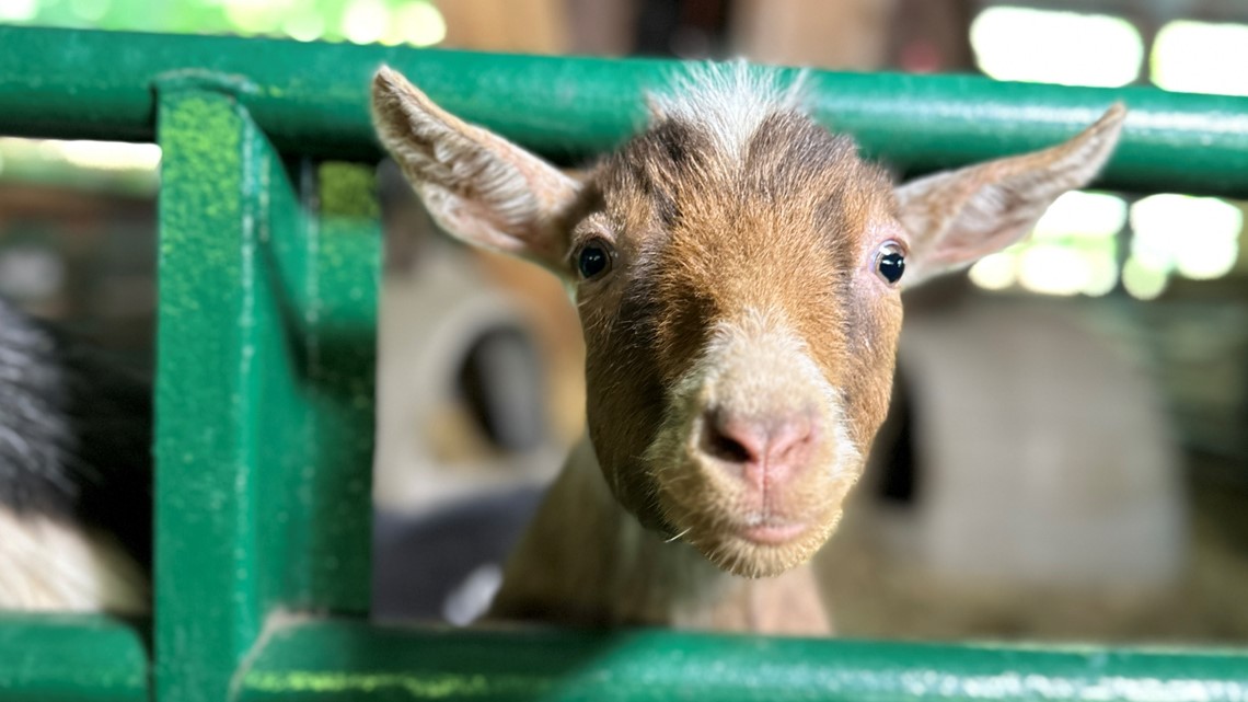 Remlinger Farms wins Best Family Farm in annual viewers poll | king5.com