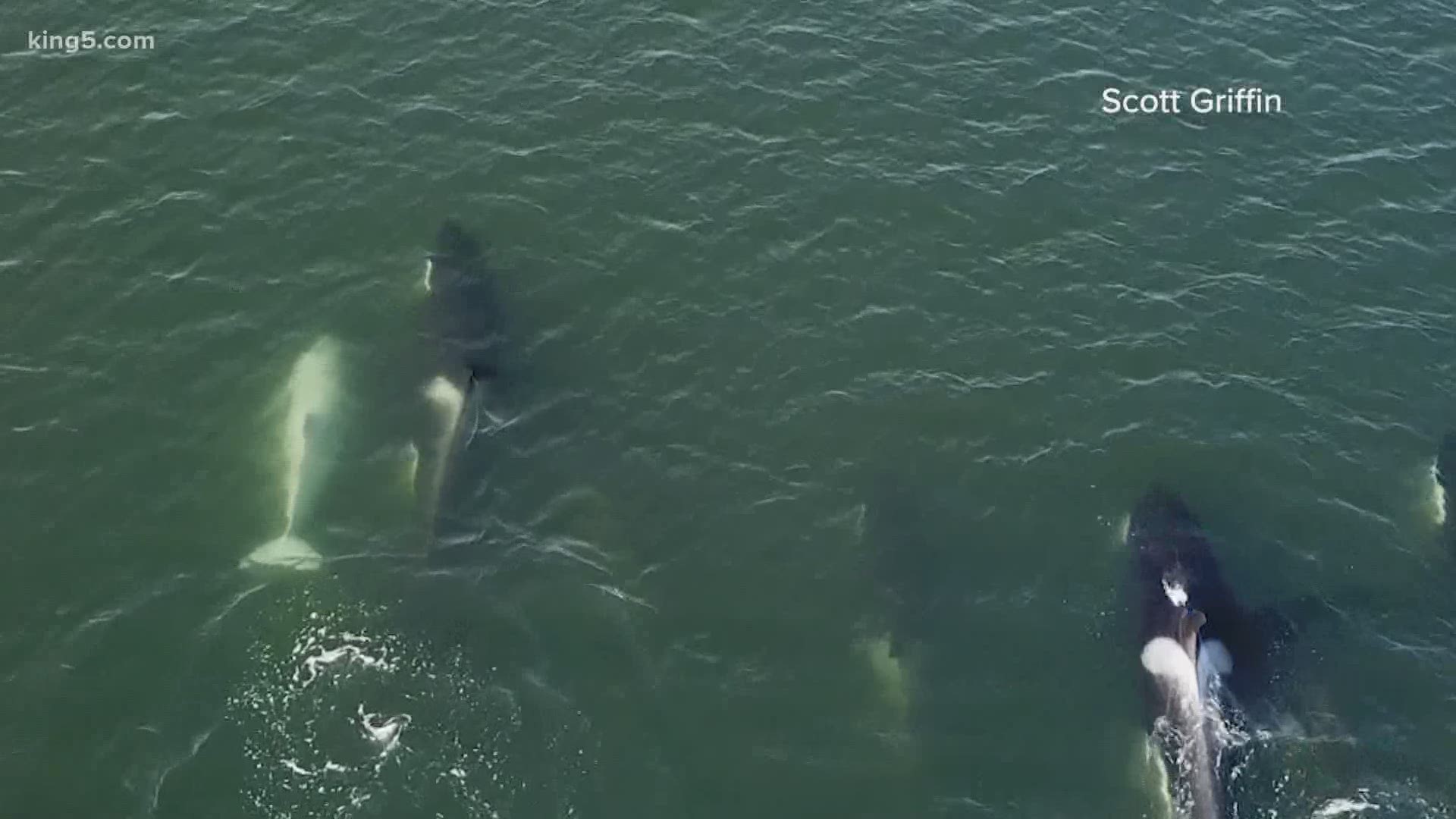 White orca sighting in Western Washington | king5.com