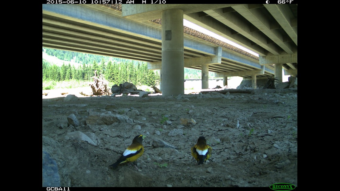 WSDOT building wildlife crossings over I-90 near Snoqualmie Pass ...
