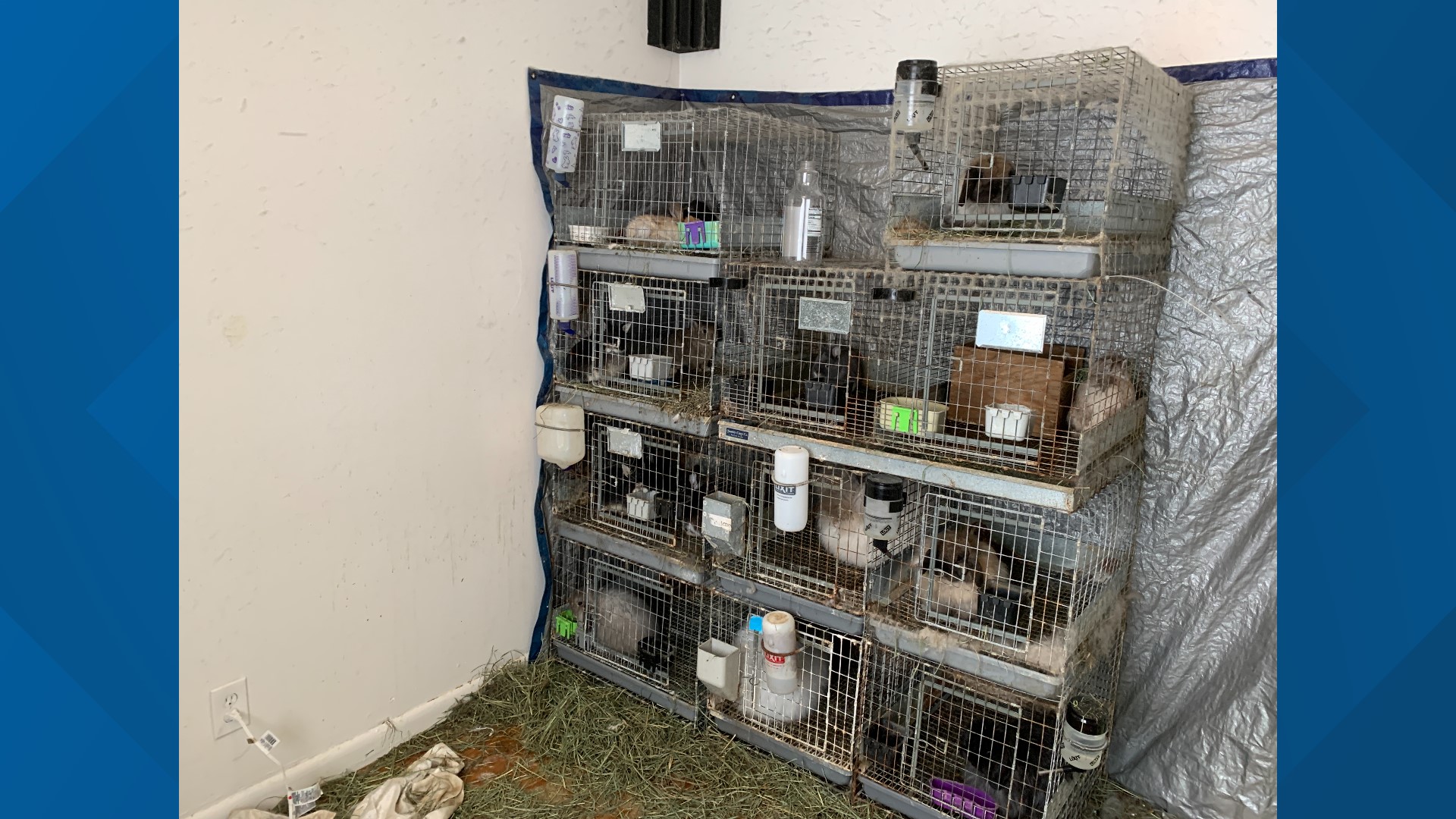 Neighbors cannot 'fathom' the animal cruelty, neglect discovered at ...