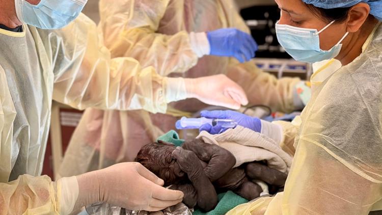 First-ever C-section performed on Woodland Park Zoo gorilla | king5.com
