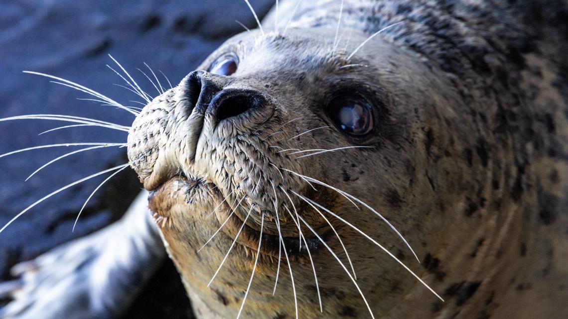 39-year-old Seattle Aquarium harbor seal Barney dies | king5.com