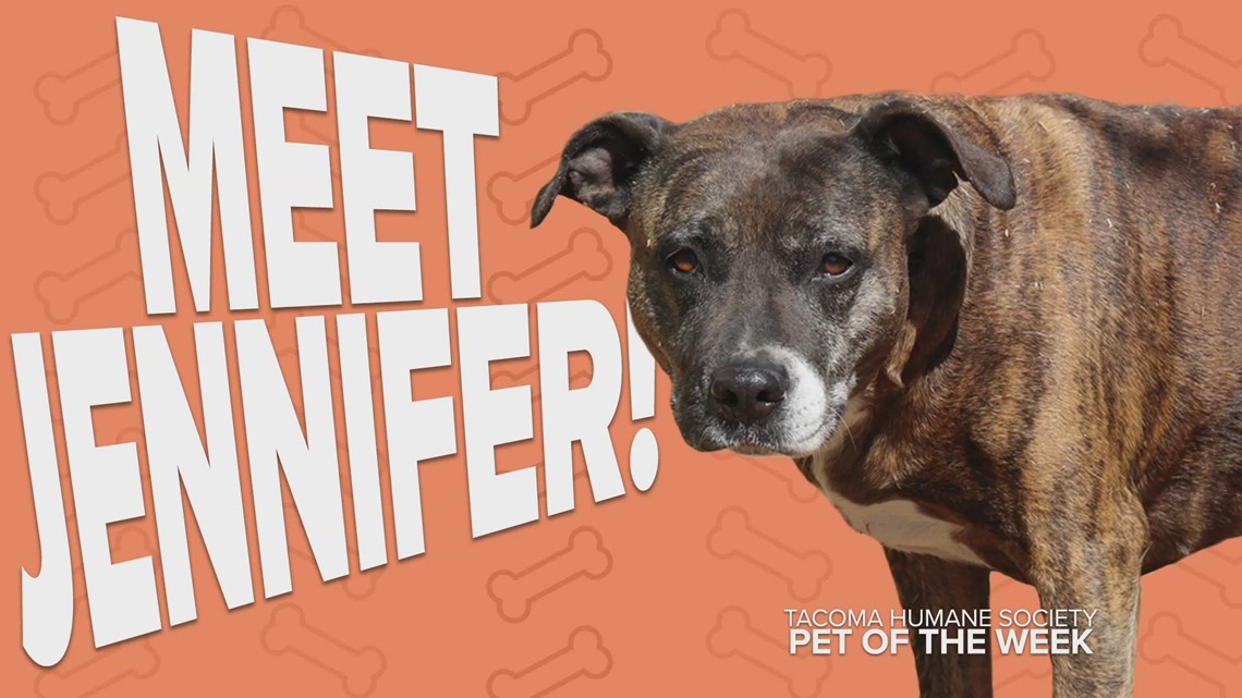 Pet Rescue of the Week: Jennifer | king5.com