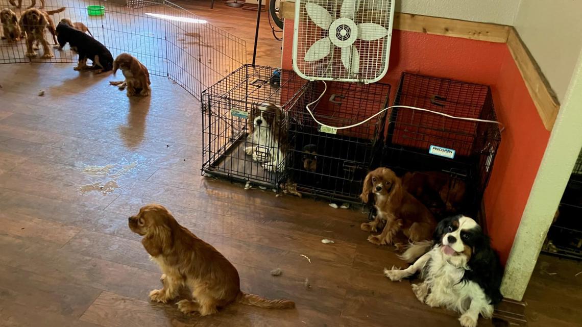 Nearly 70 dogs seized from Pierce County after search warrant | king5.com