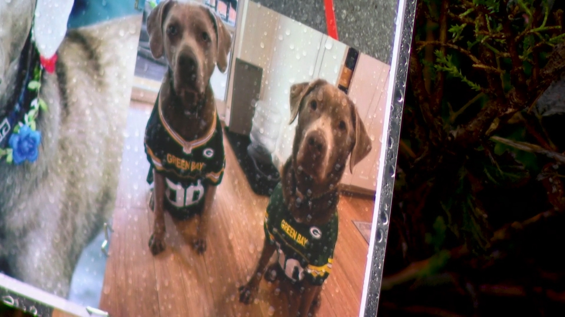 Snohomish County investigating fatal dog shooting | king5.com