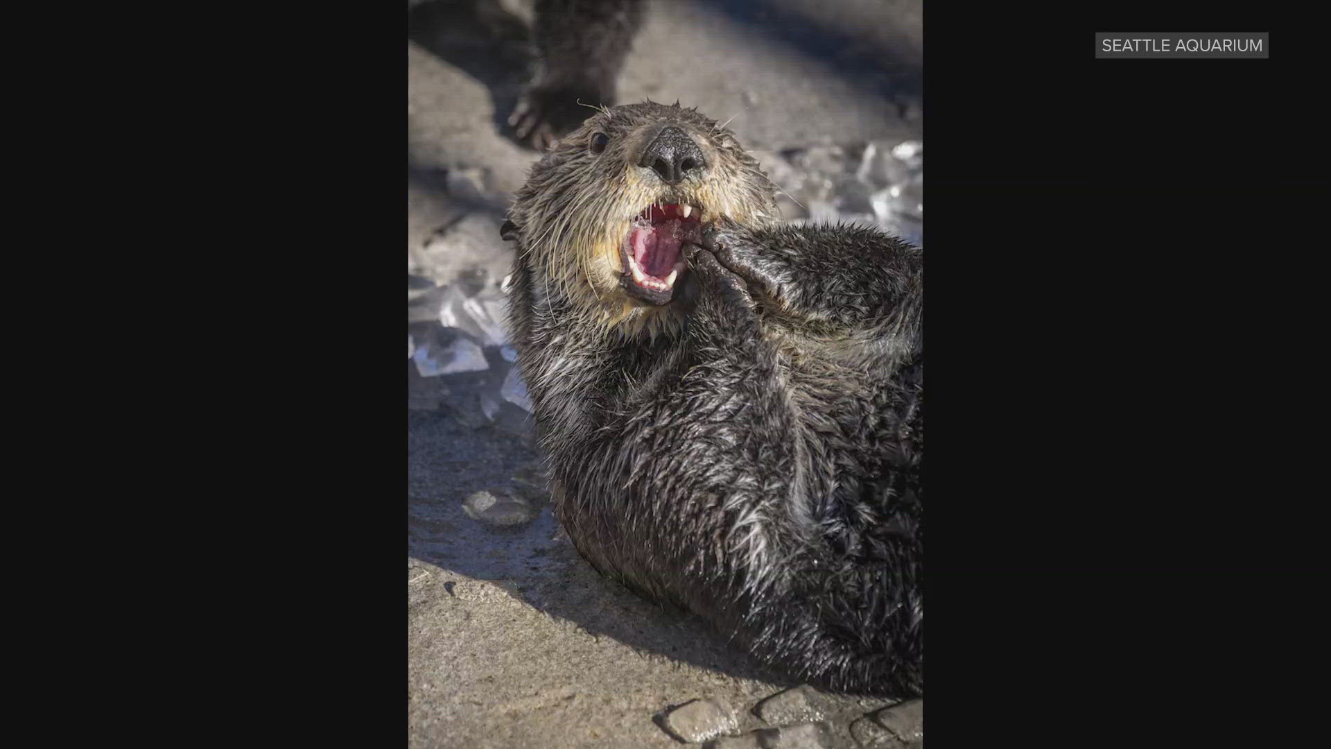 Seattle Aquarium welcomes Ruby, its first southern sea otter | king5.com