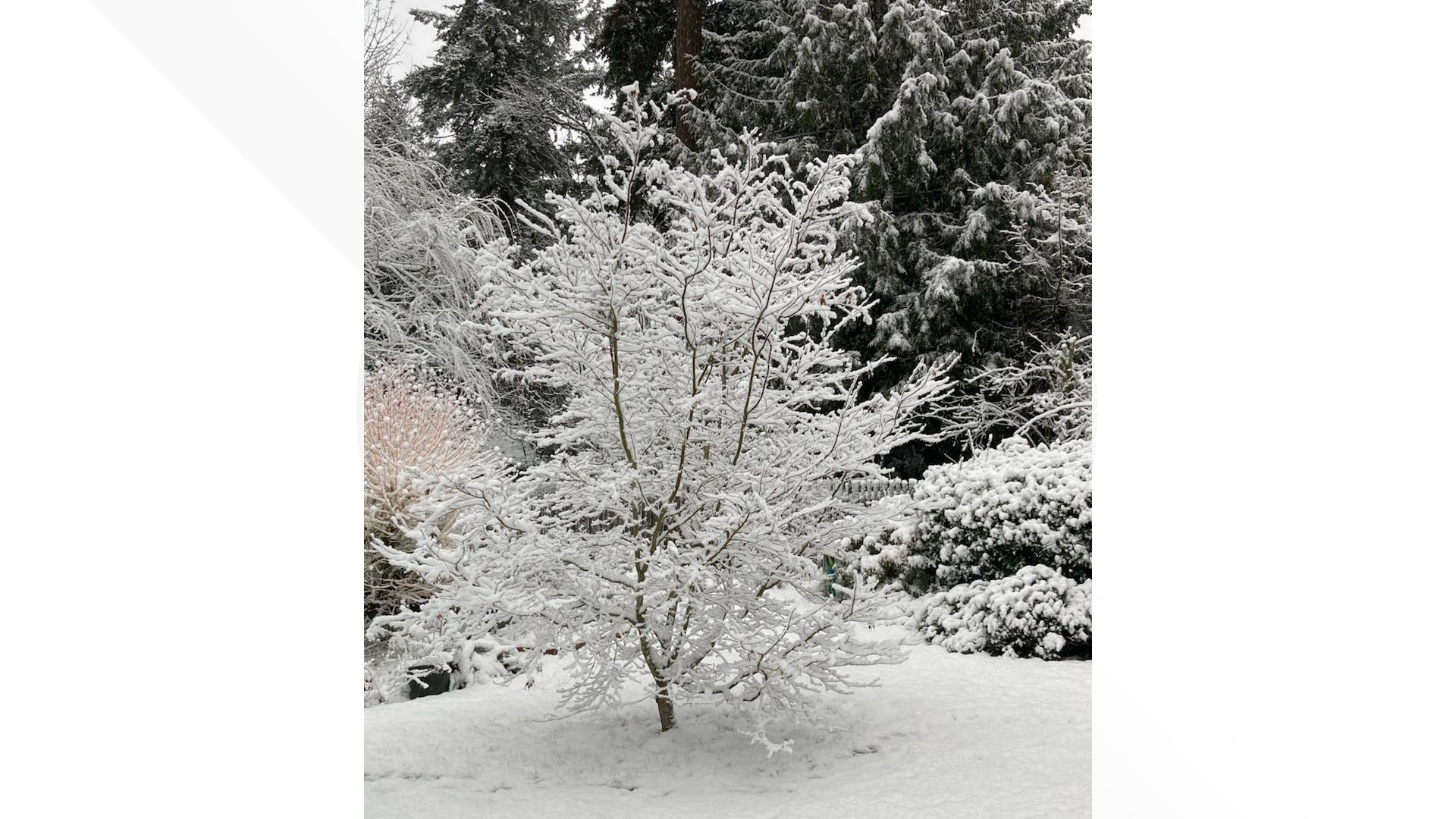 PHOTOS: Snow falls across western Washington | king5.com