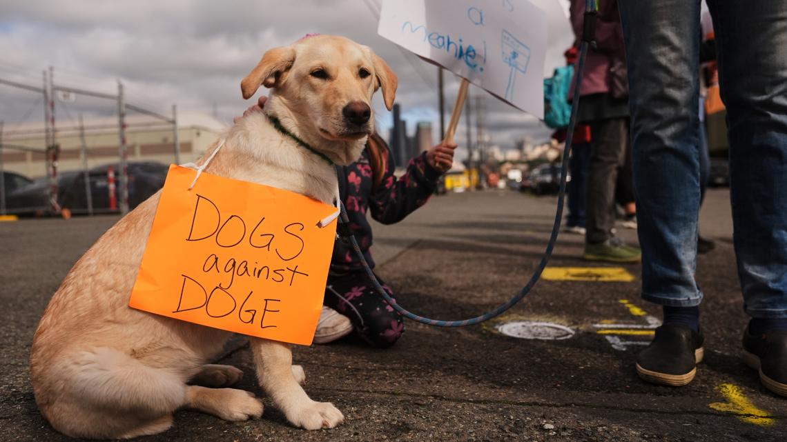 Hundreds protest outside Seattle-area Tesla dealerships as part of ...
