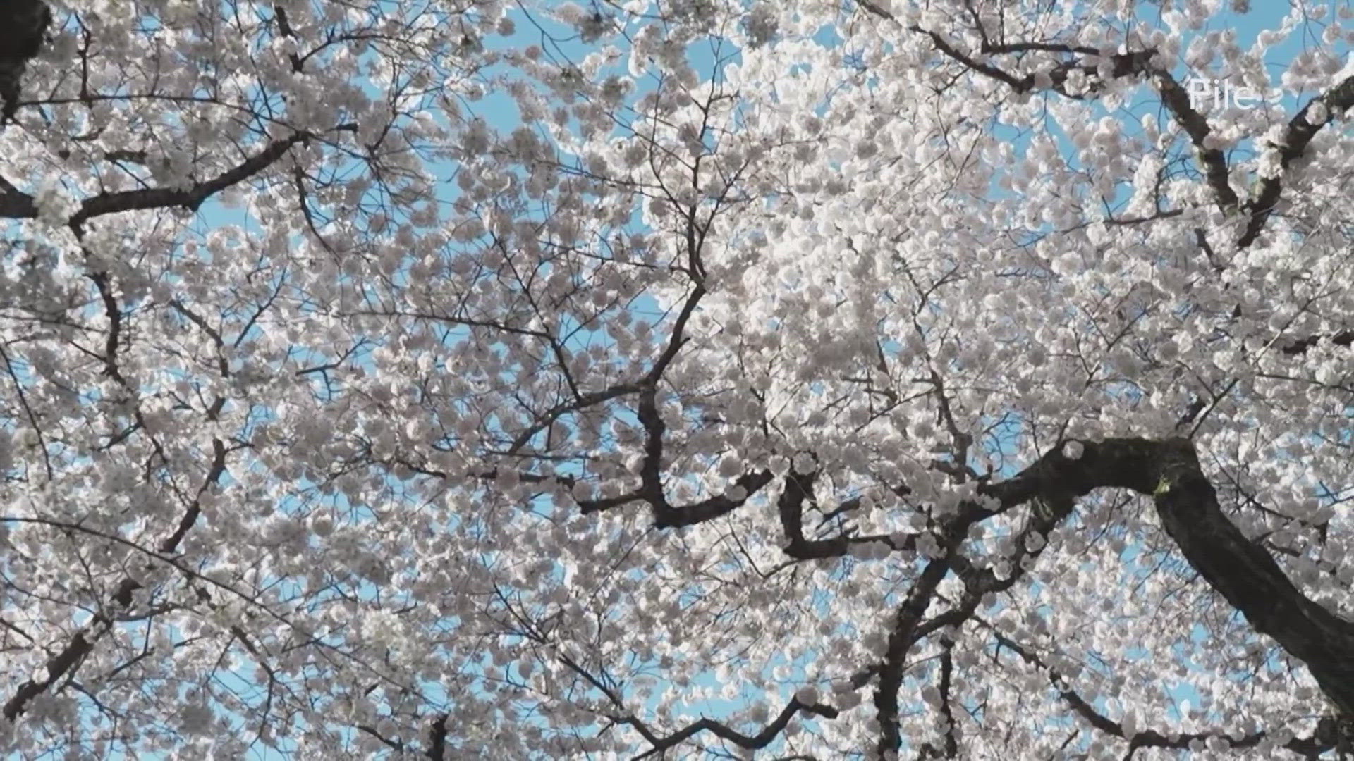 Record-setting temperatures helping UW's cherry blossom trees reach ...