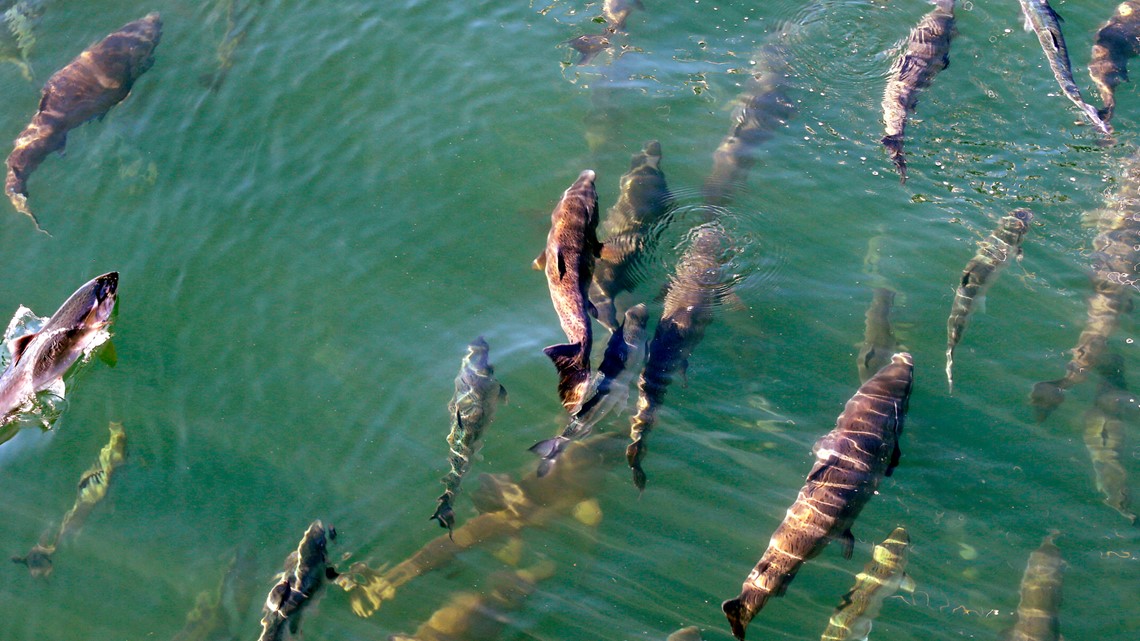 Salmon migration slowed after warm, dry Pacific Northwest summer ...