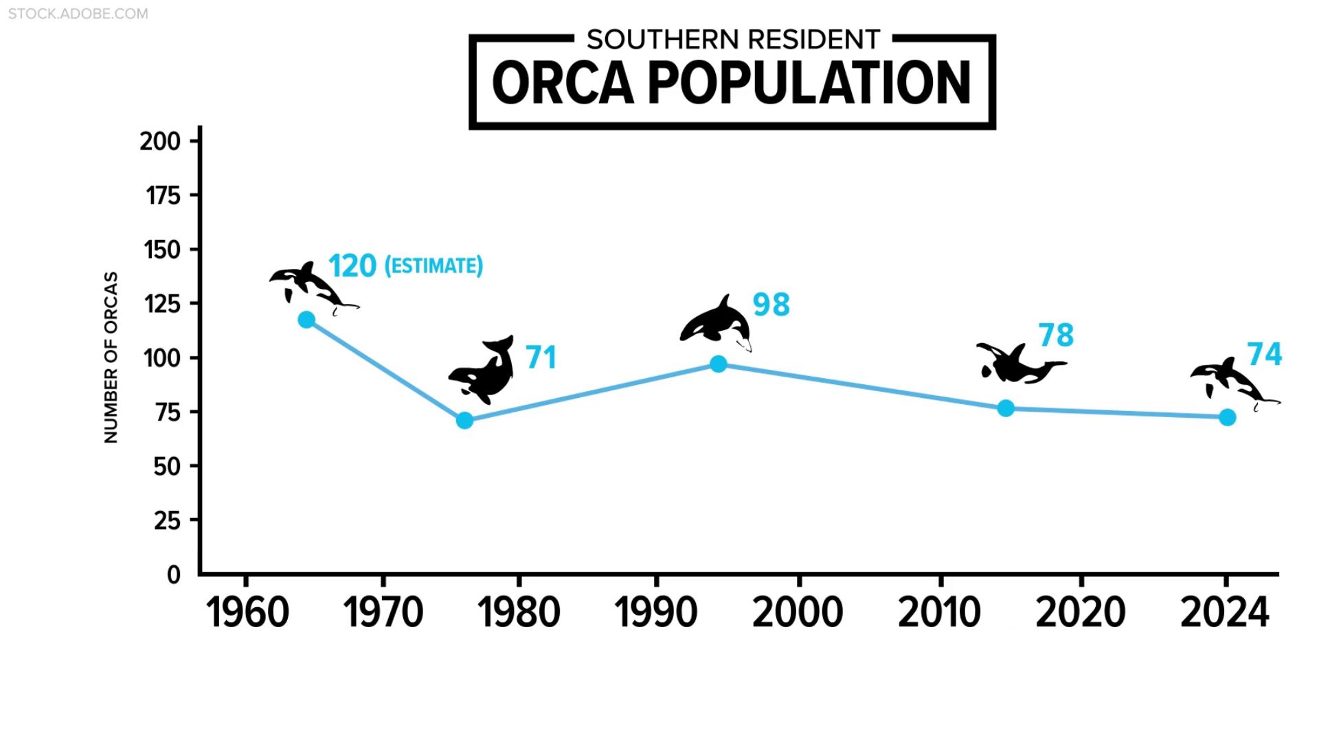 Race to save the Pacific Northwest's Southern Resident orcas | king5.com